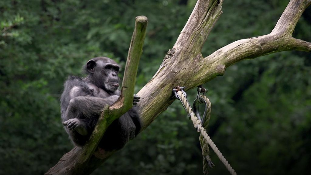 The young chimpanzees that play with dolls - BBC Reel