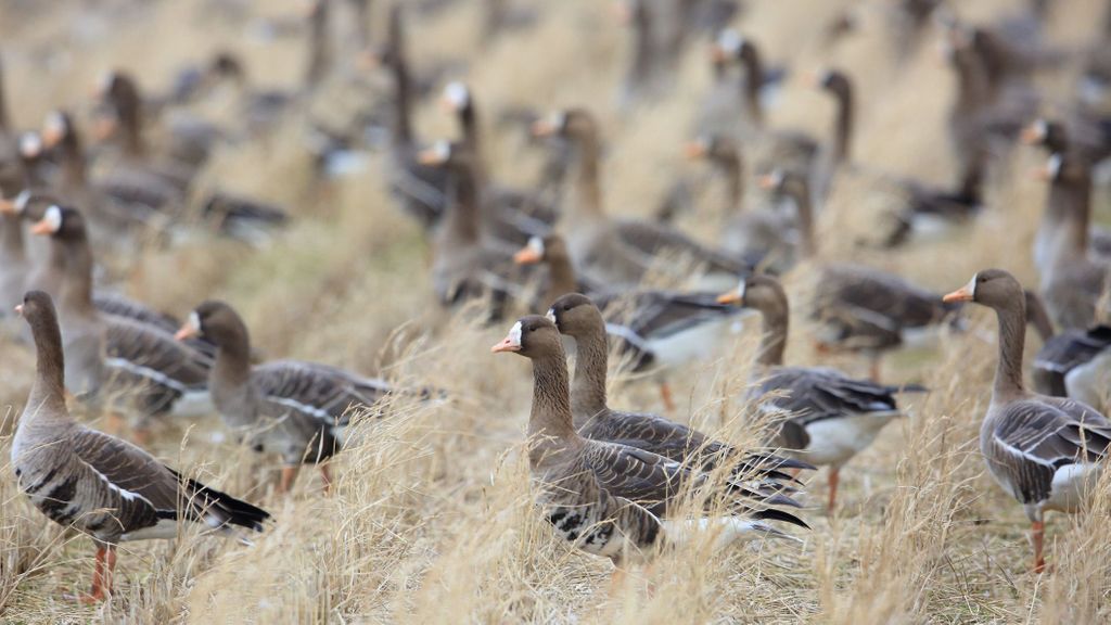 The stunning sight of Japan's greatest wildlife spectacle - BBC Reel