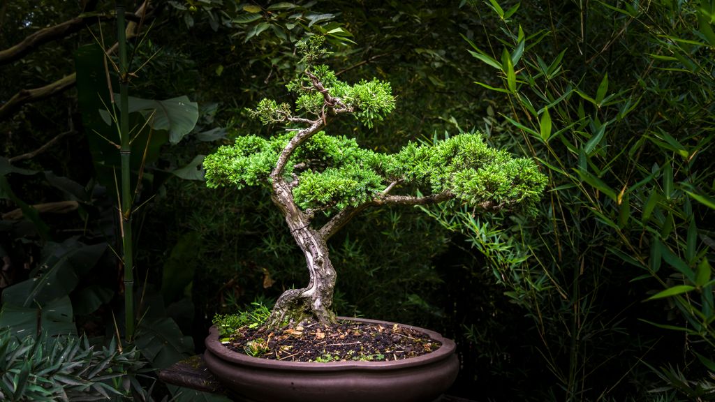 The ancient art of Japanese bonsai - BBC Reel