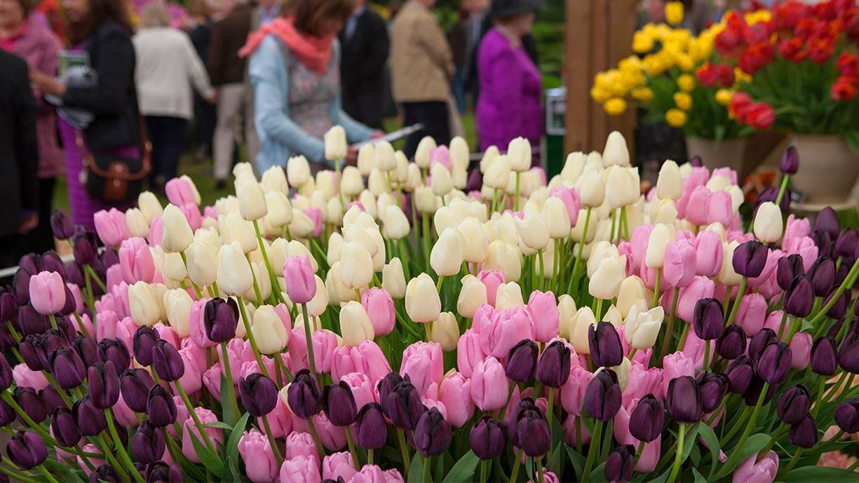RHS Chelsea Flower Show