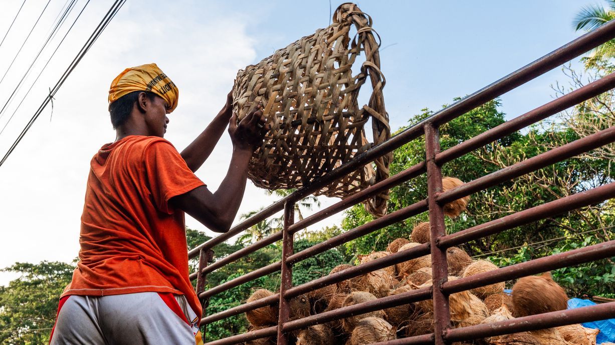 Cultivating more sustainable livelihoods in the coconut fields of the ...