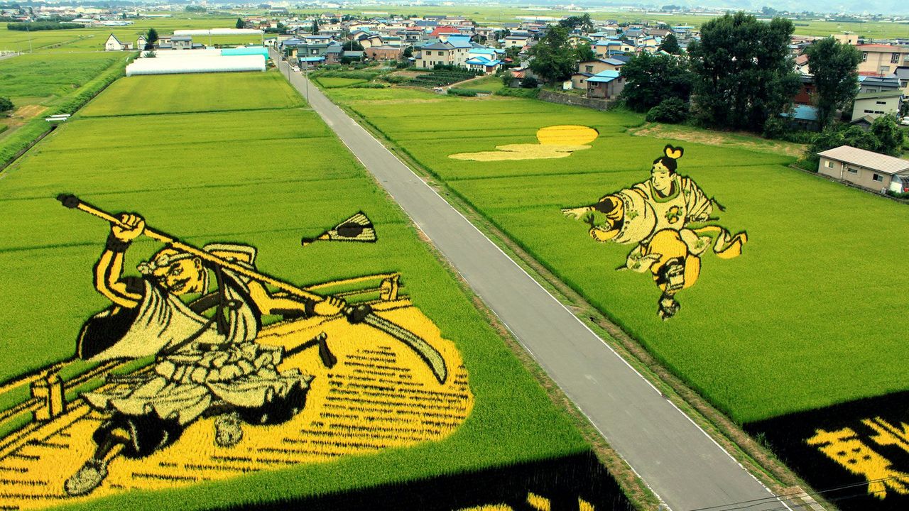 Japanese Rice Paddy 50+ Green Rice Paddy Field Growing In Rural Nagano