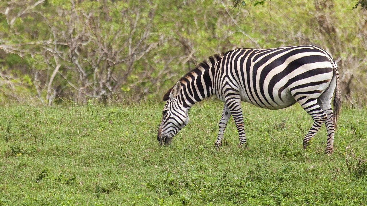 Half Deer Half Zebra