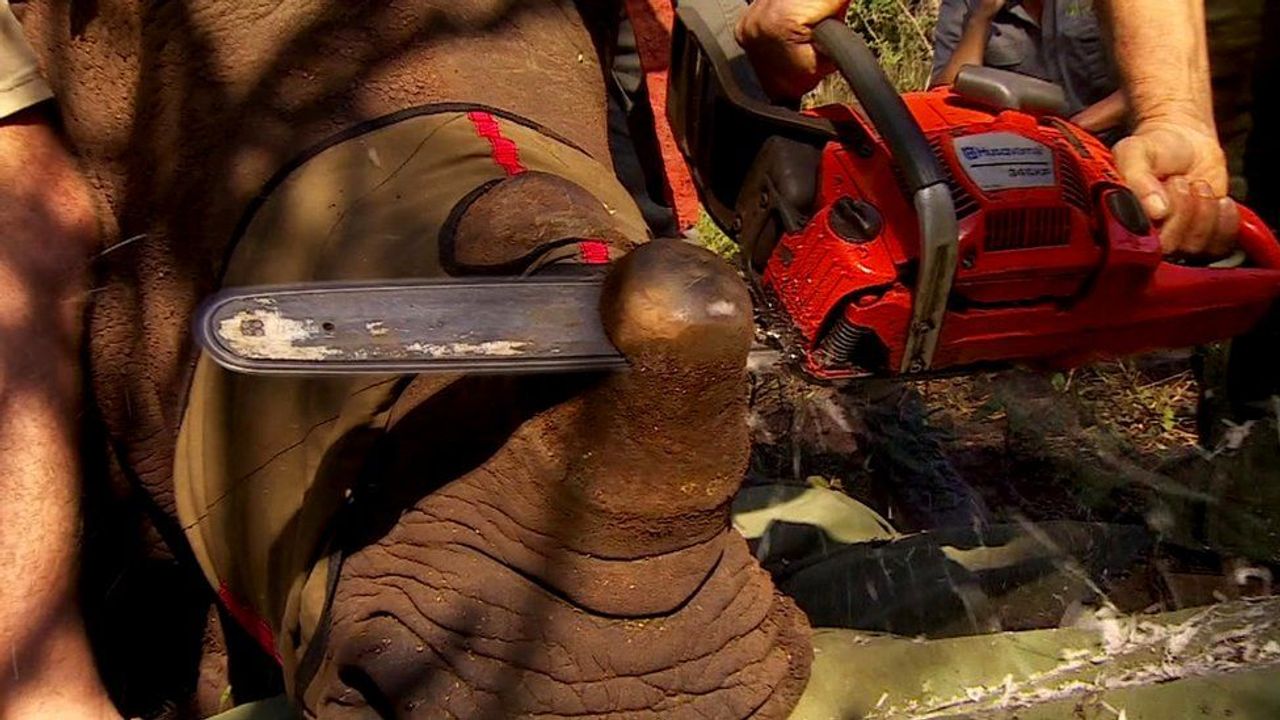 A new life for tortured dancing bears - BBC Reel