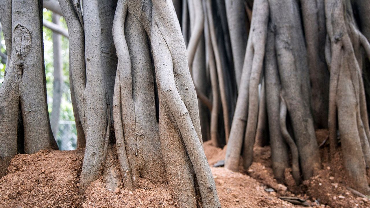 India: The art of eating with your hands - BBC Reel