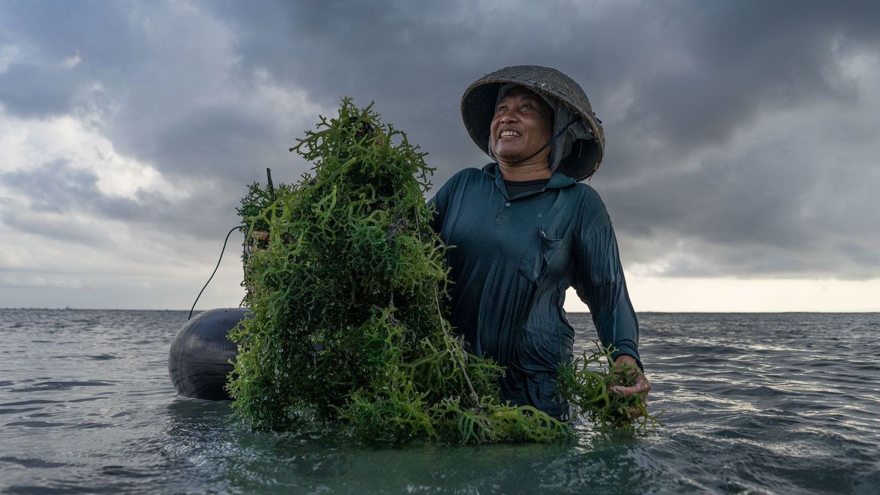 Nature protecting nature - BBC Reel