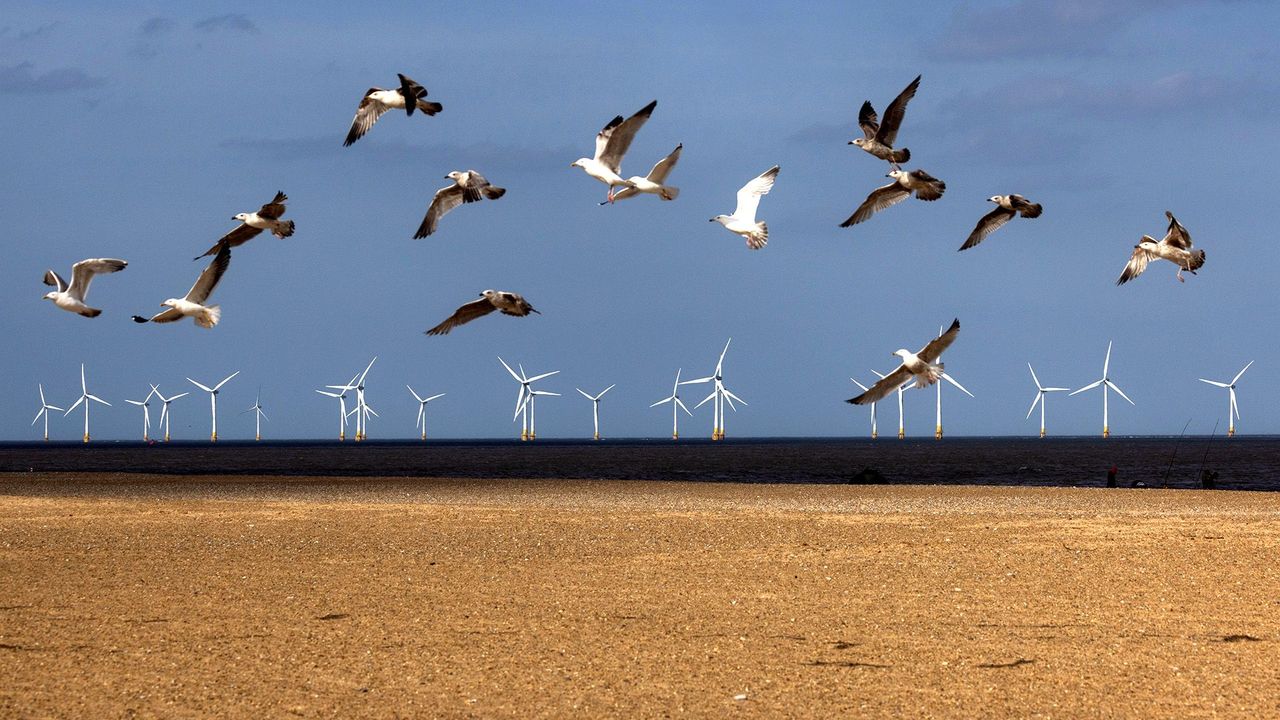 Wind Farm Birds Innovation In Avian Protection: E3 IdentiFlight In