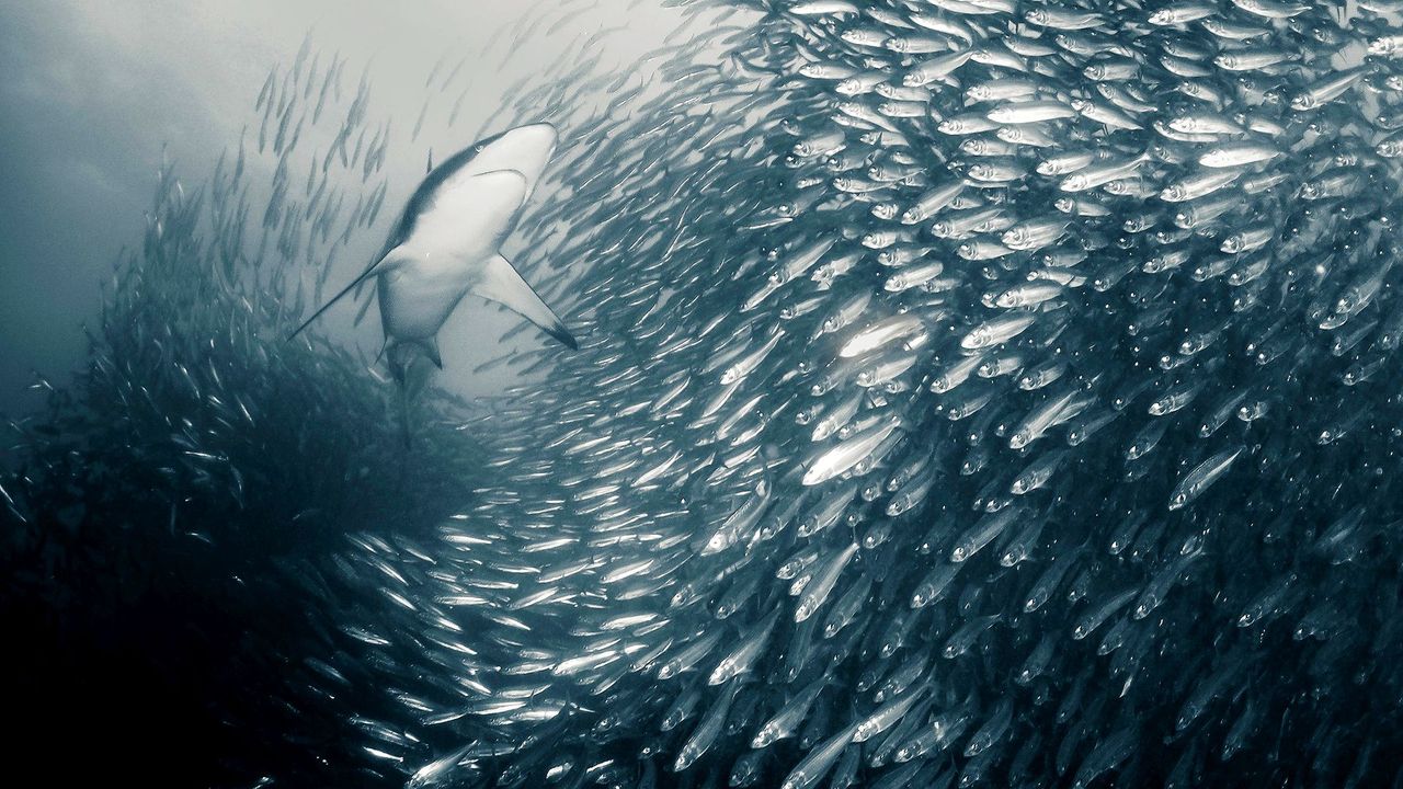 Sardine Run Chasing The Sardine Run Underwater In South Africa [VIDEO]