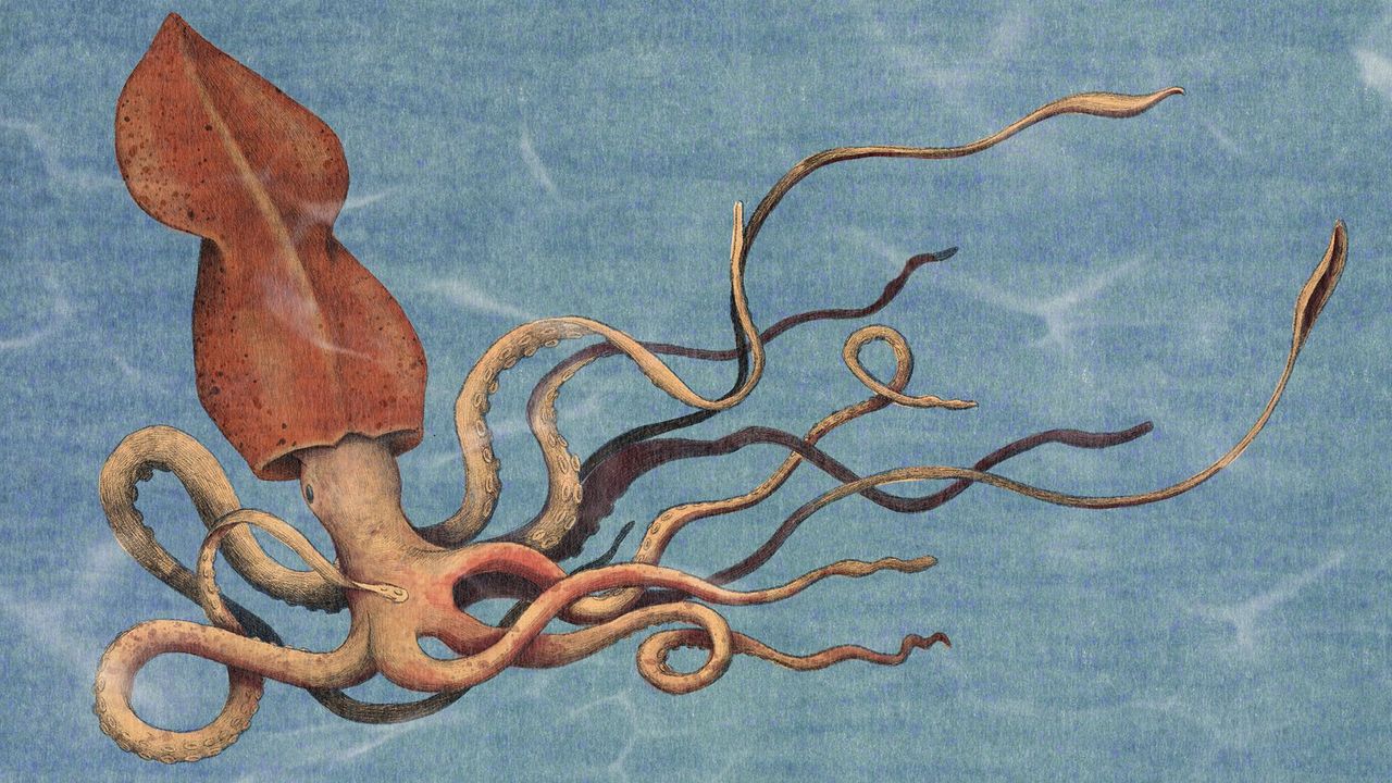 Colossal Squid Size Chart