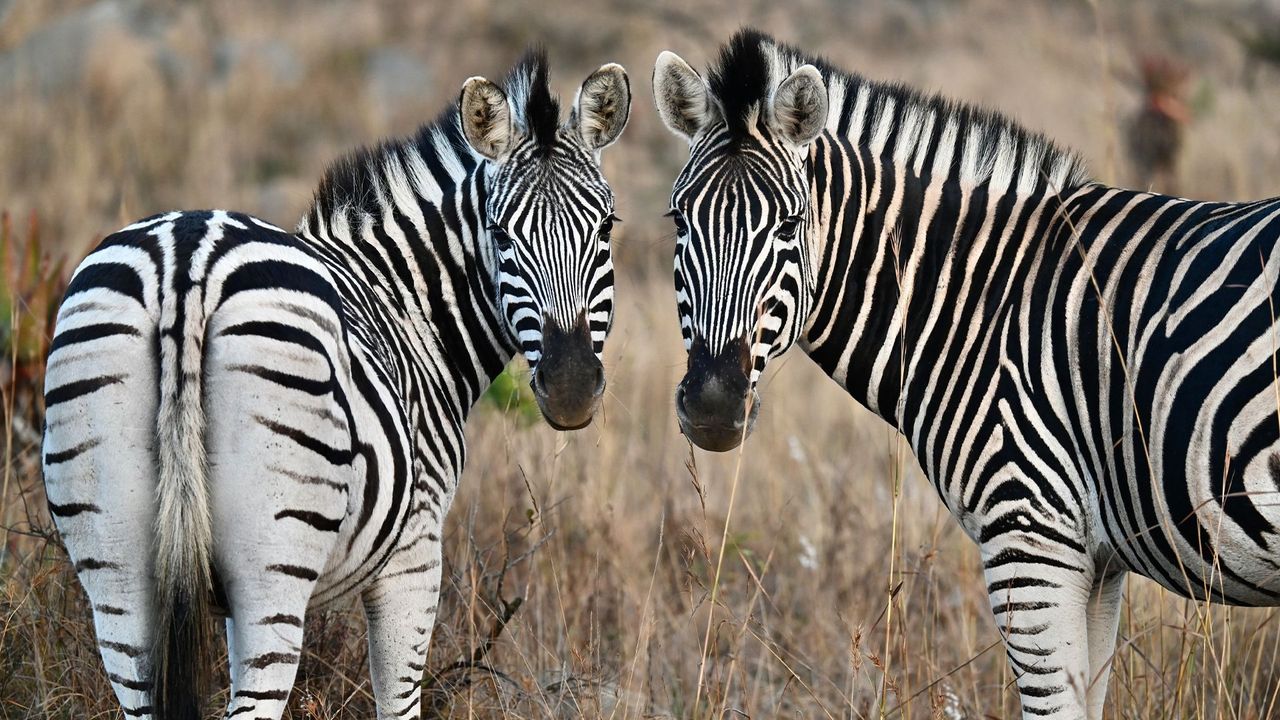 Wildlife Safaris In South Africa Expert Africa