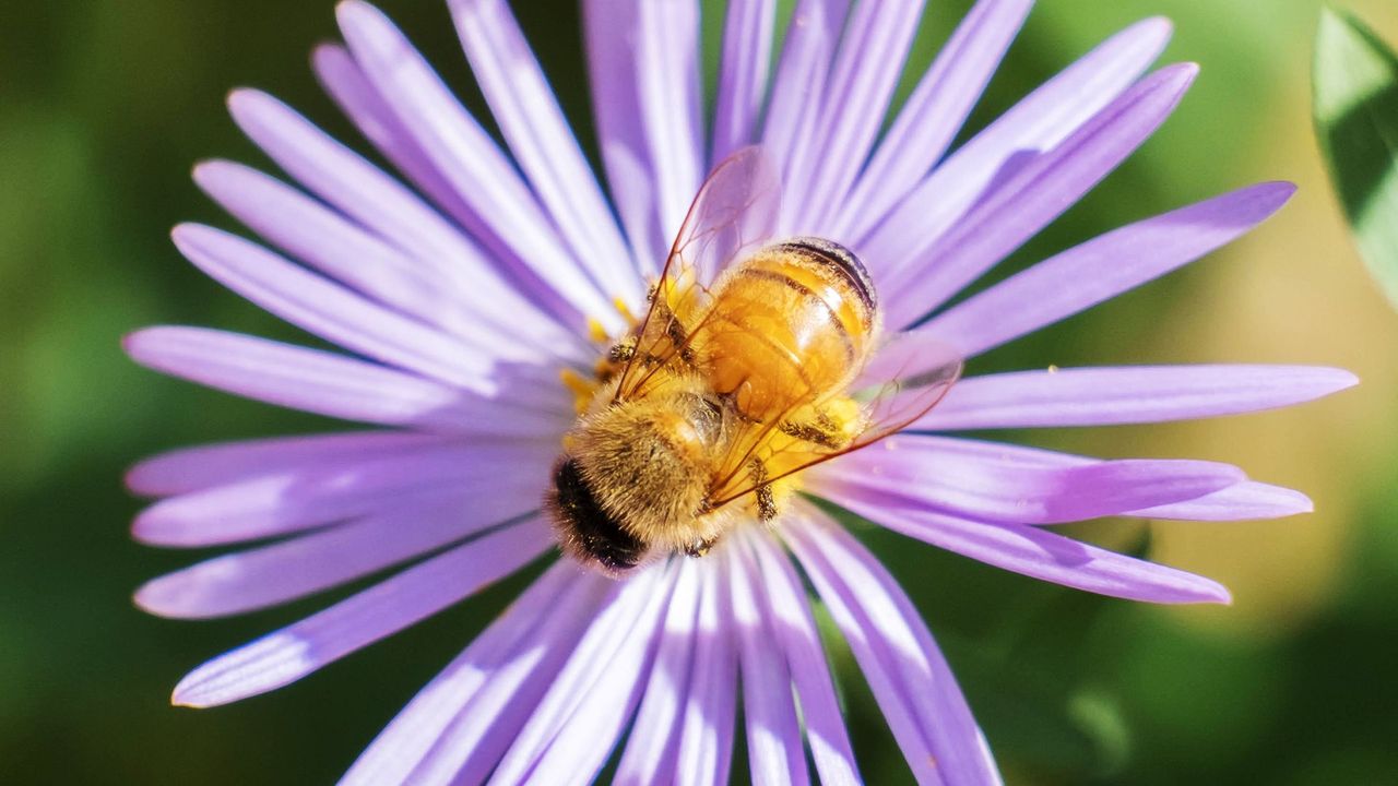 Bee Purple Flowers