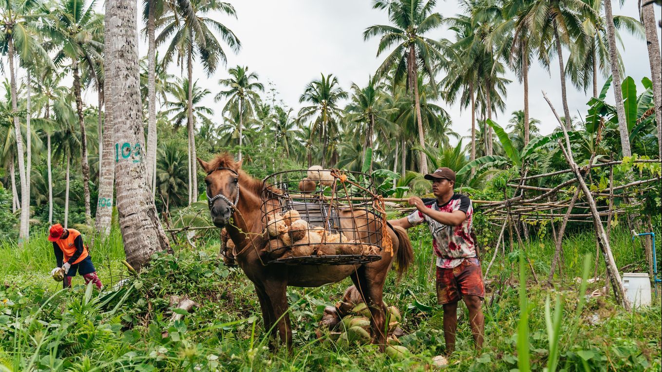 Cultivating more sustainable livelihoods in the coconut fields of the ...
