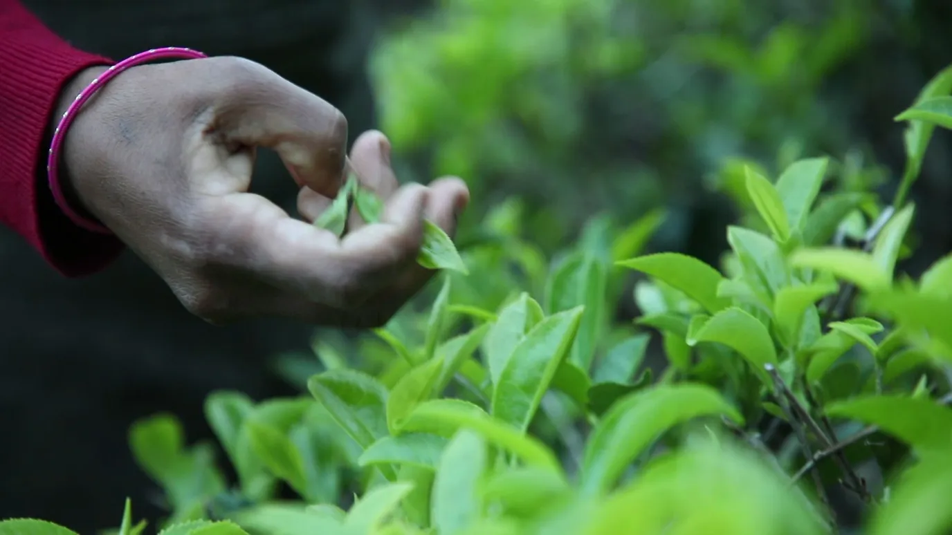 The mystical tea that fetches $1,850/kg - BBC Reel