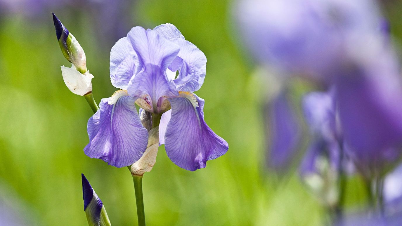 Orris: The world’s rarest perfume ingredient - BBC Reel