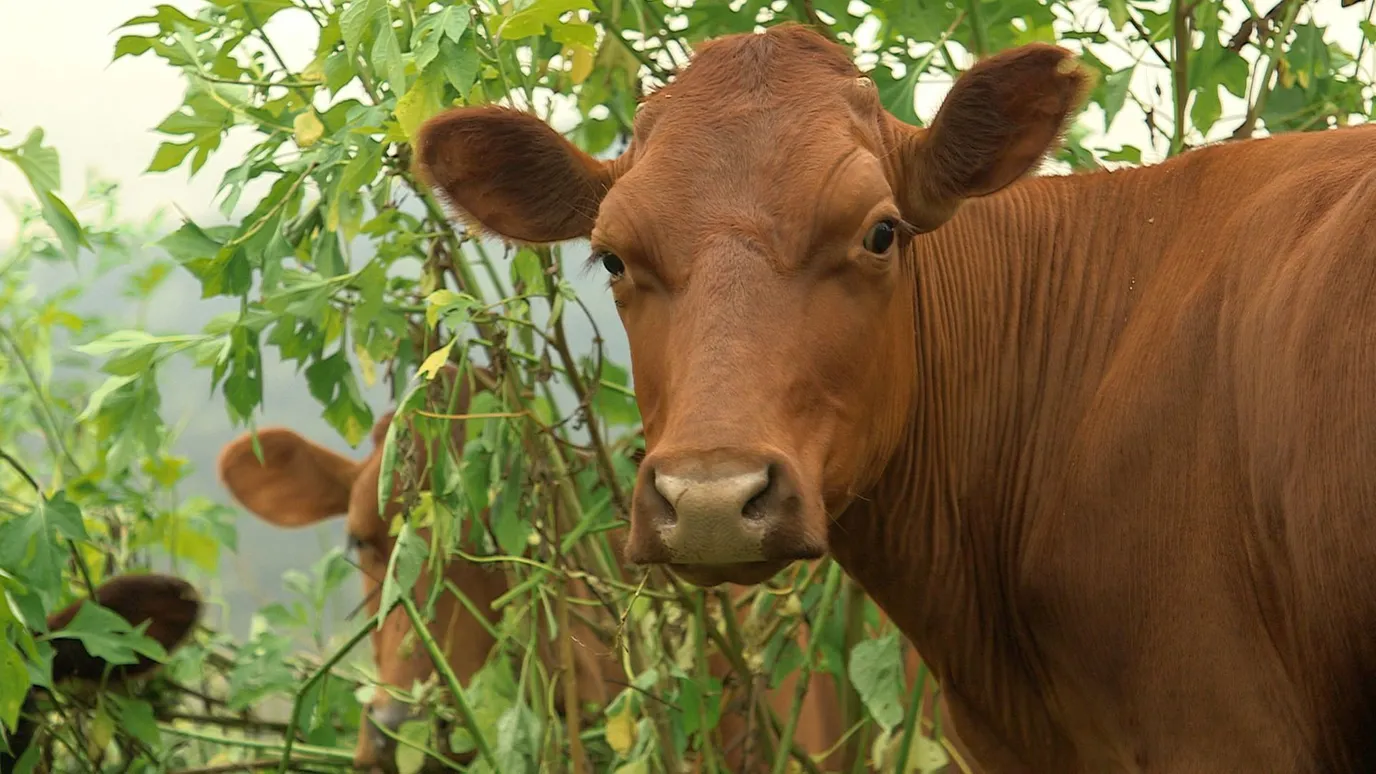 How a new diet for gassy cows is helping the environment - BBC Reel