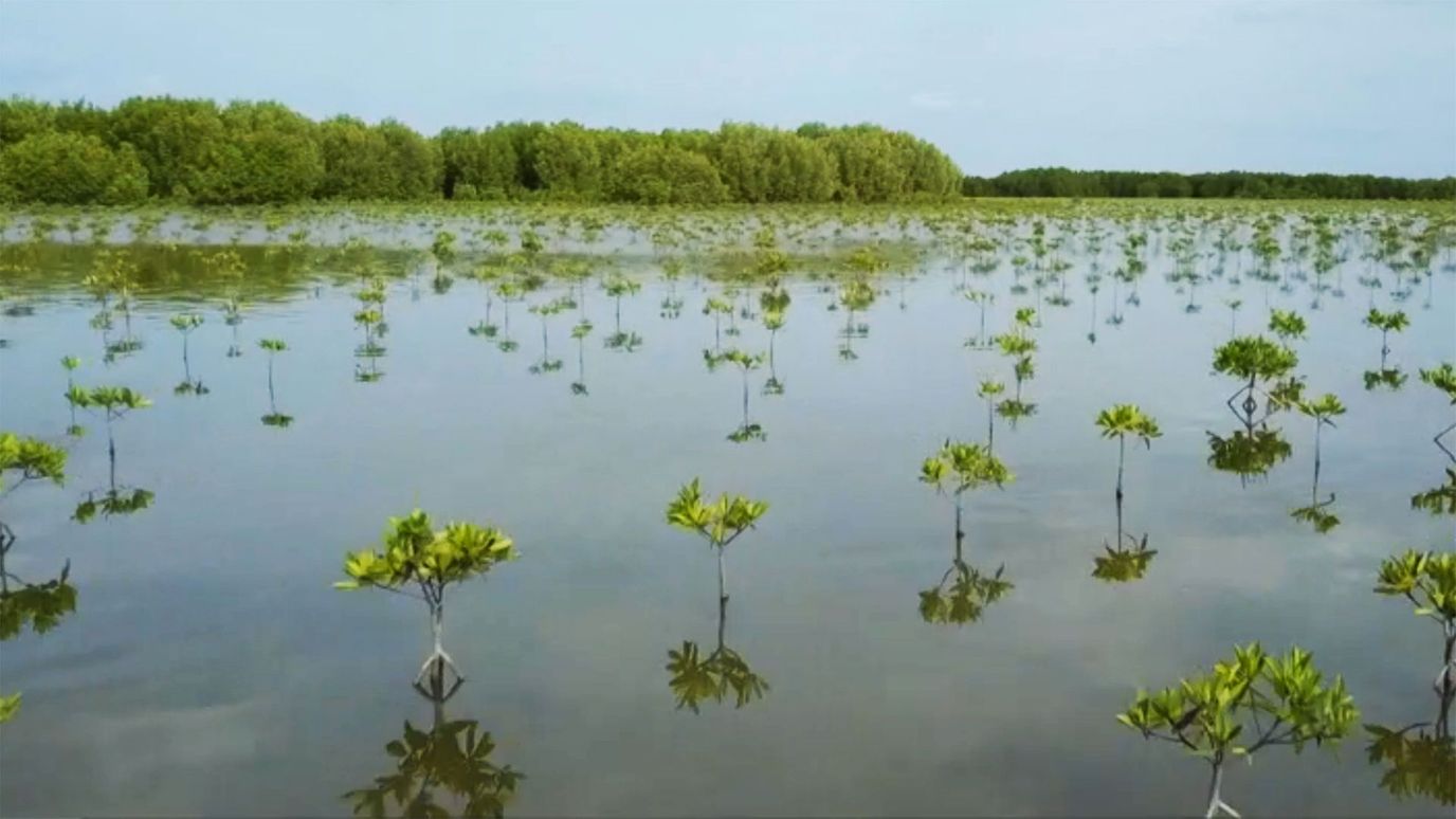 This is what 10 years of reforestation can do - BBC Reel
