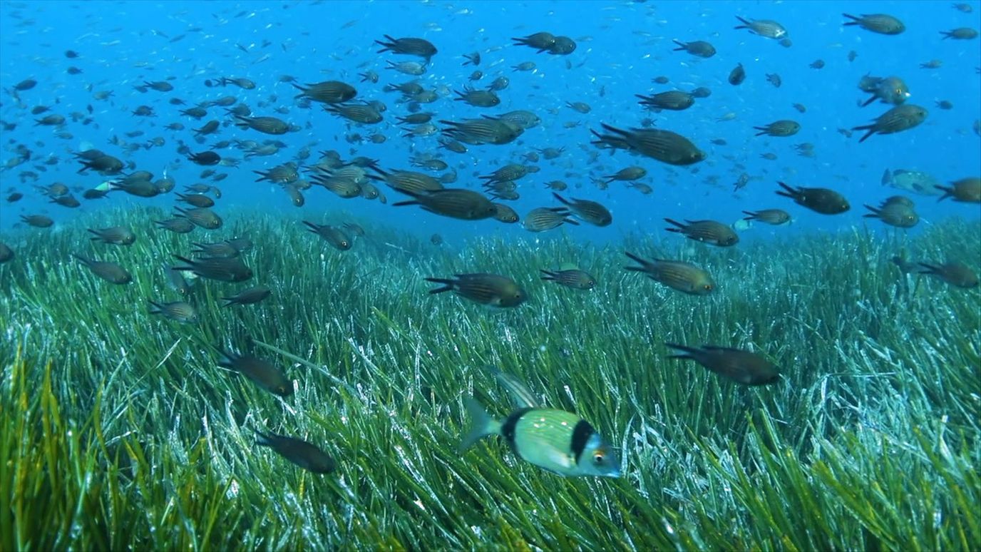 Posidonia: The Mediterranean's 'super plant' - BBC Reel