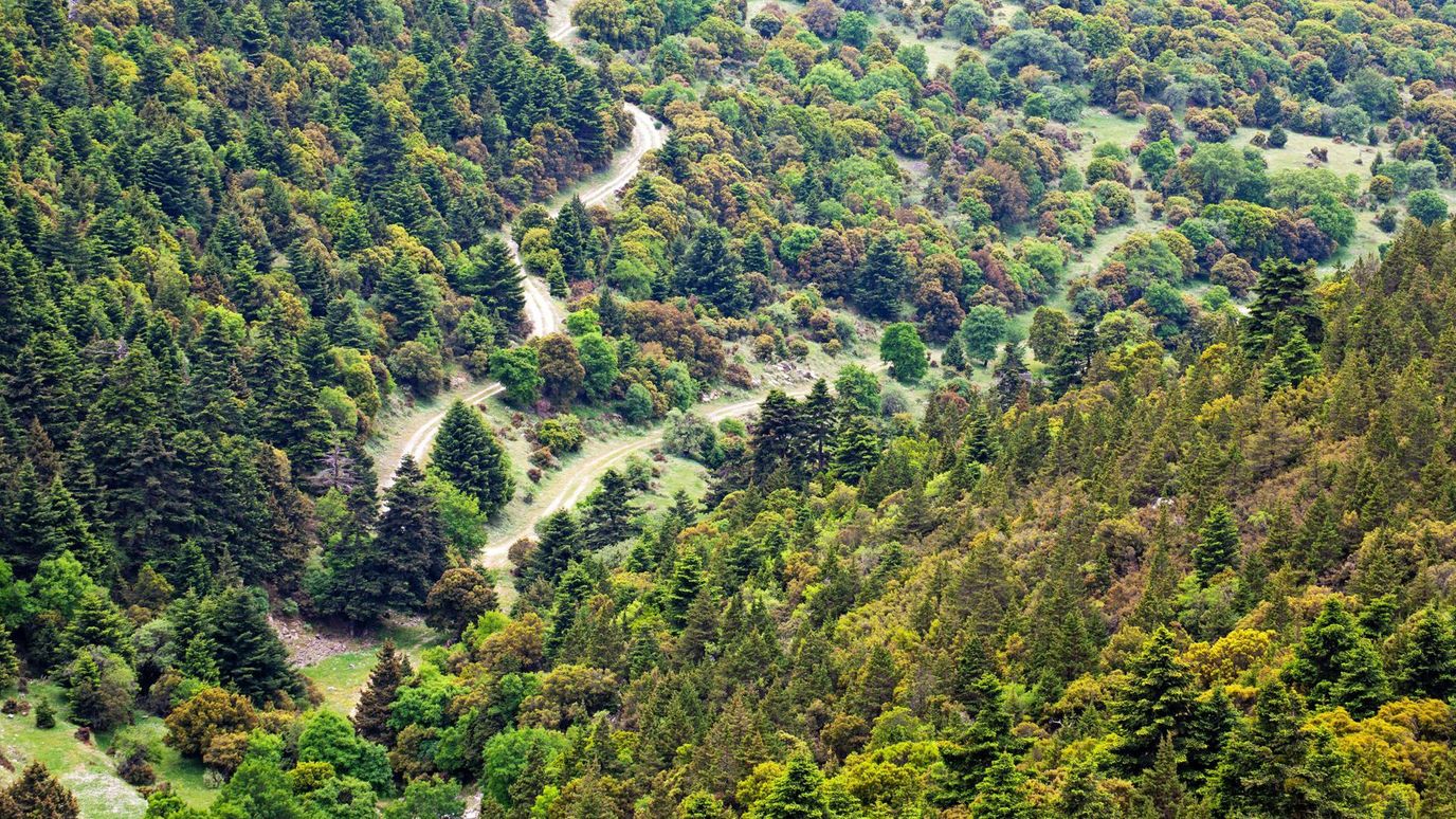 The man-made Greek forest that mirrors the Amazon - BBC Reel