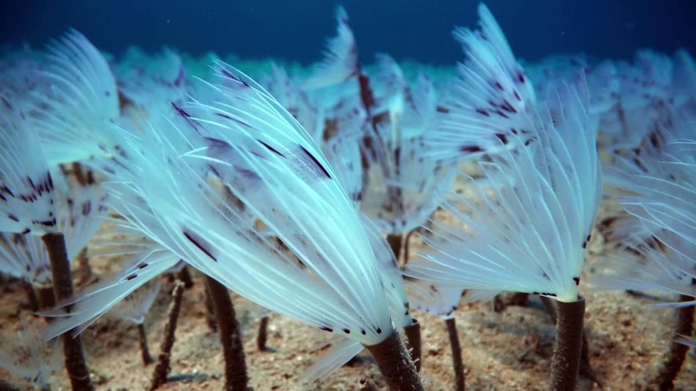 Behind Madagascar’s 'octopus garden' experiment - BBC Reel