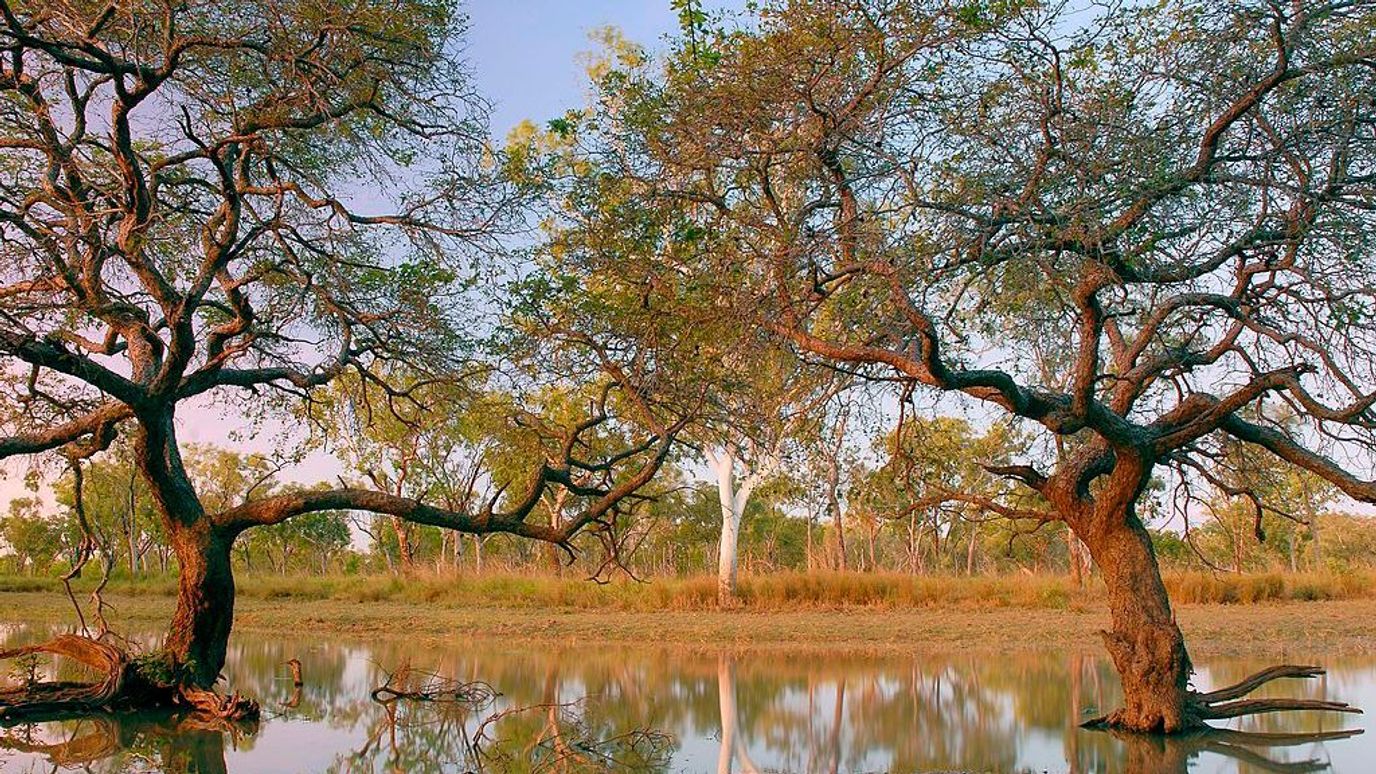 Gutta Percha: The tree that shrunk the world - BBC Reel
