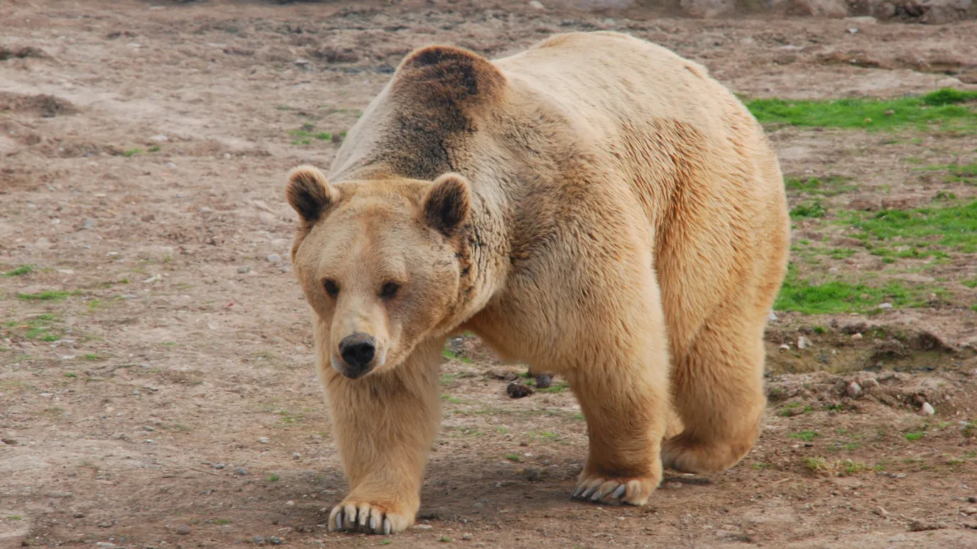 How to protect Turkey’s brown bears - BBC Reel