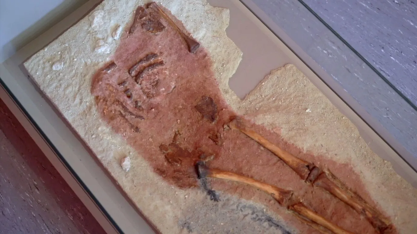 Lapedo Child: A Neanderthal, modern human hybrid? - BBC Reel Lapedo Child: A Neanderthal, modern human hybrid? - BBC Reel