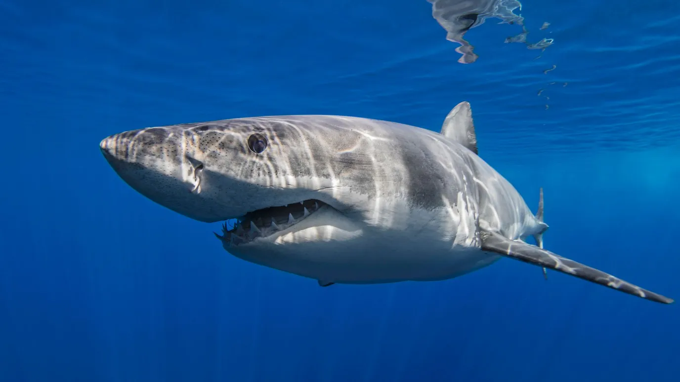 The benefits of US shark sightings - BBC Reel