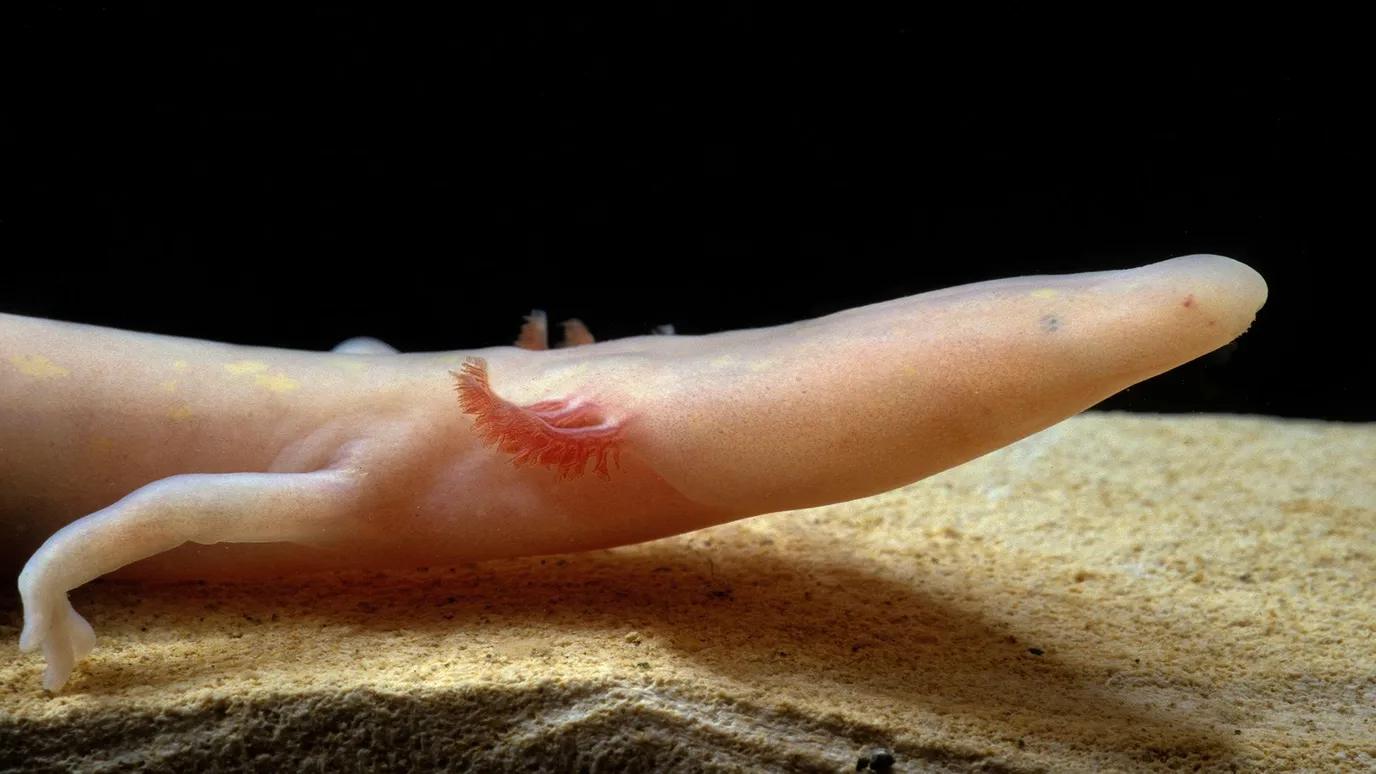 Is this mysterious animal the key to human longevity? - BBC Reel