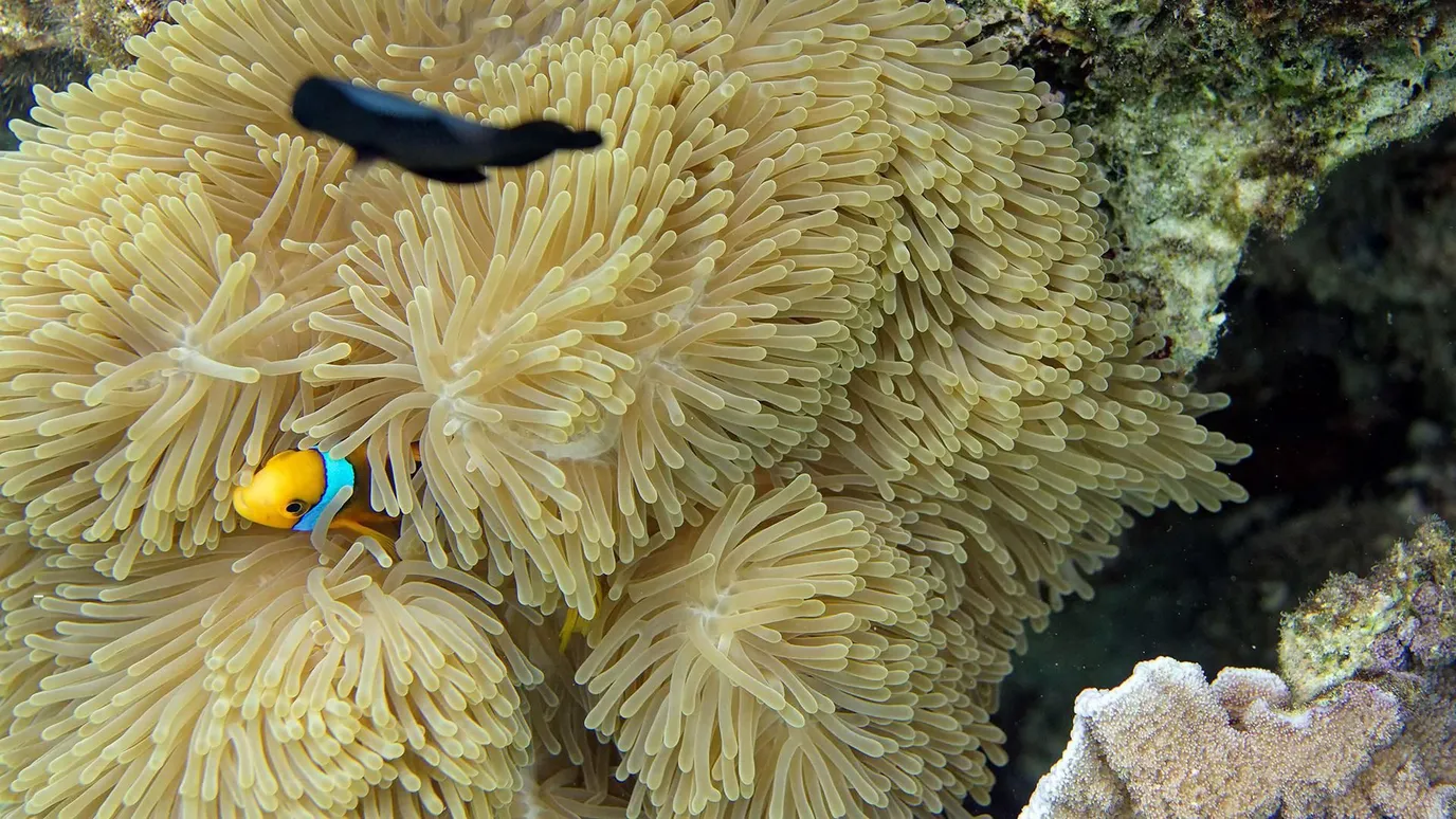 The aggressive sounds of a clown fish - BBC Reel