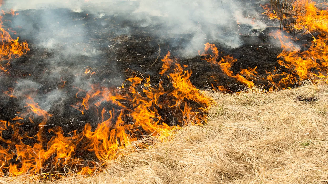 Maui's grass-fire cycle explained - BBC Reel
