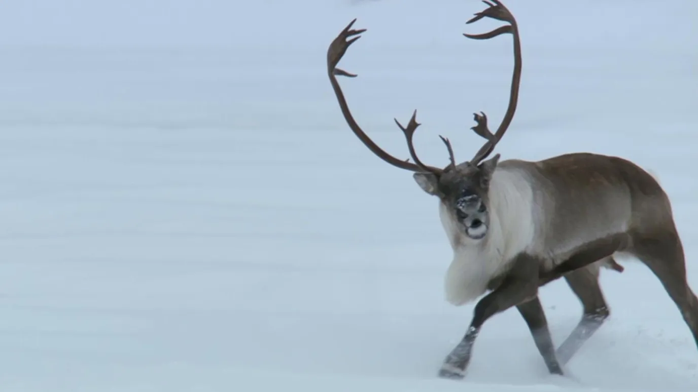 The secrets hidden in a reindeer brain - BBC Reel