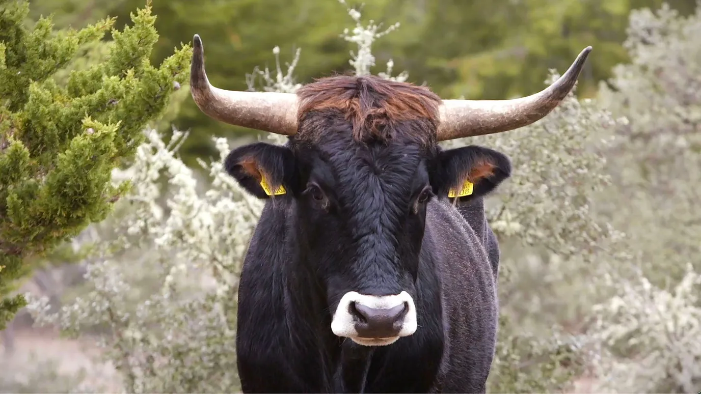 The Tauros: A prehistoric bovine brought back to life - BBC Reel