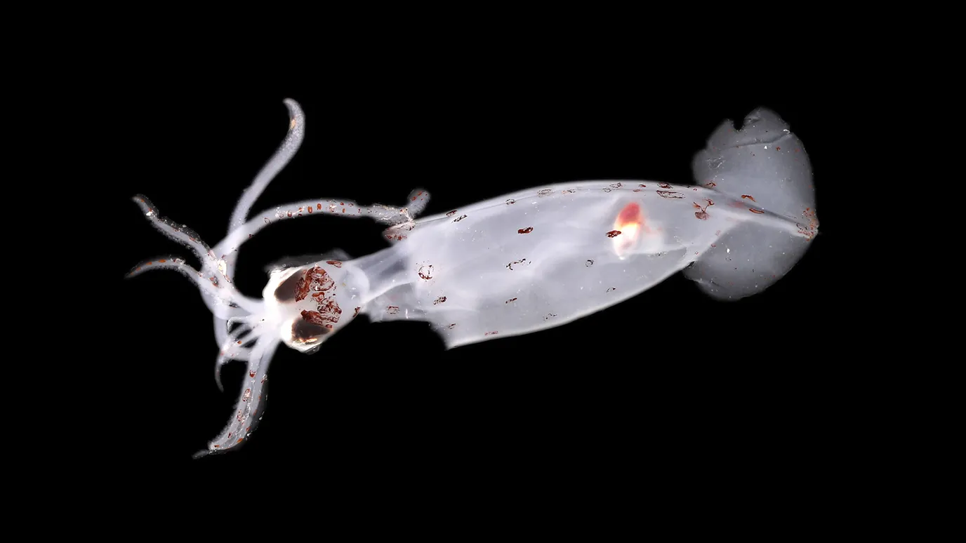 Photos from the deep sea show 'exciting' new species - BBC Reel