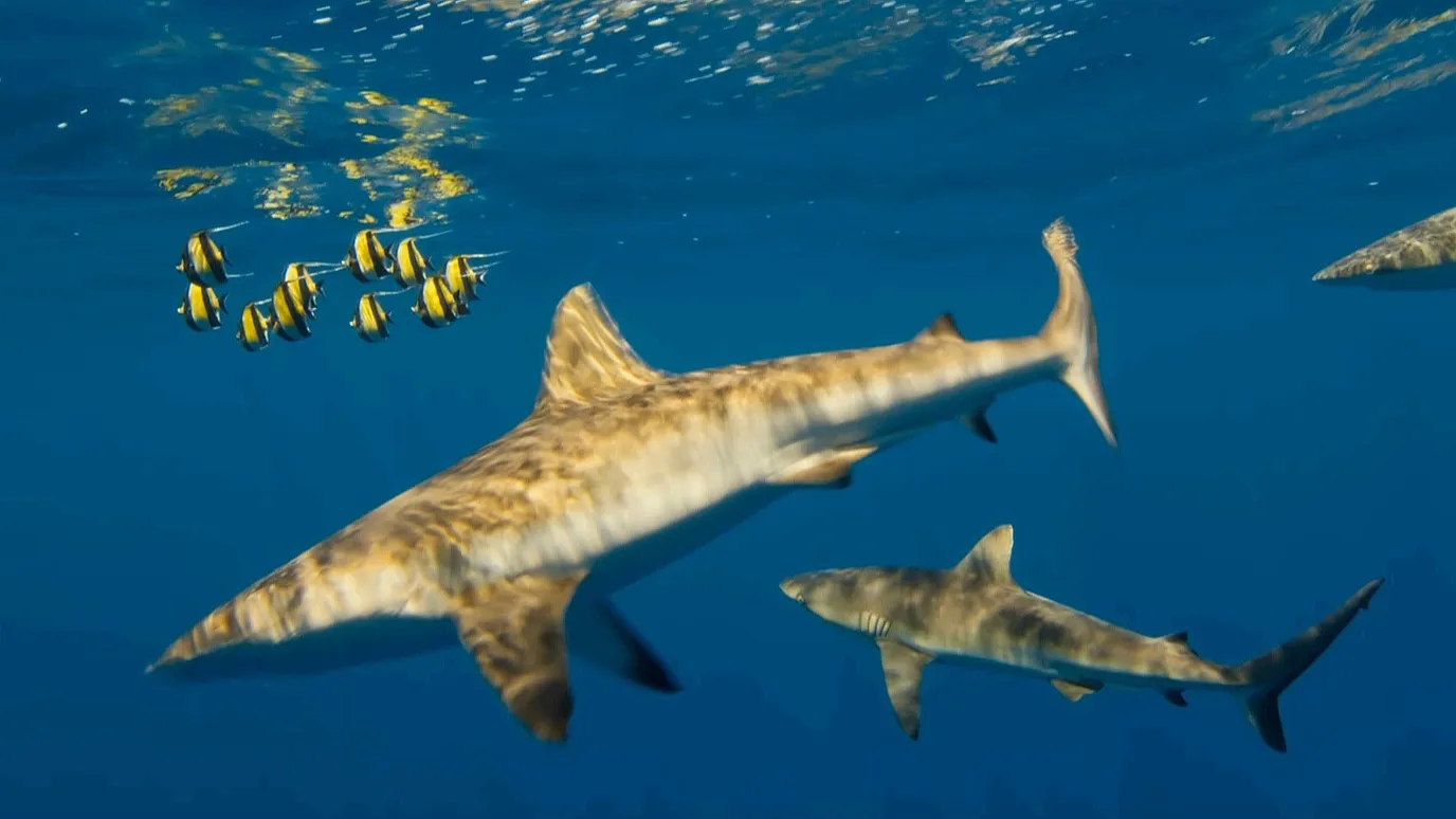 Watch the dramatic escape of tiny fish from deadly sharks - BBC Reel