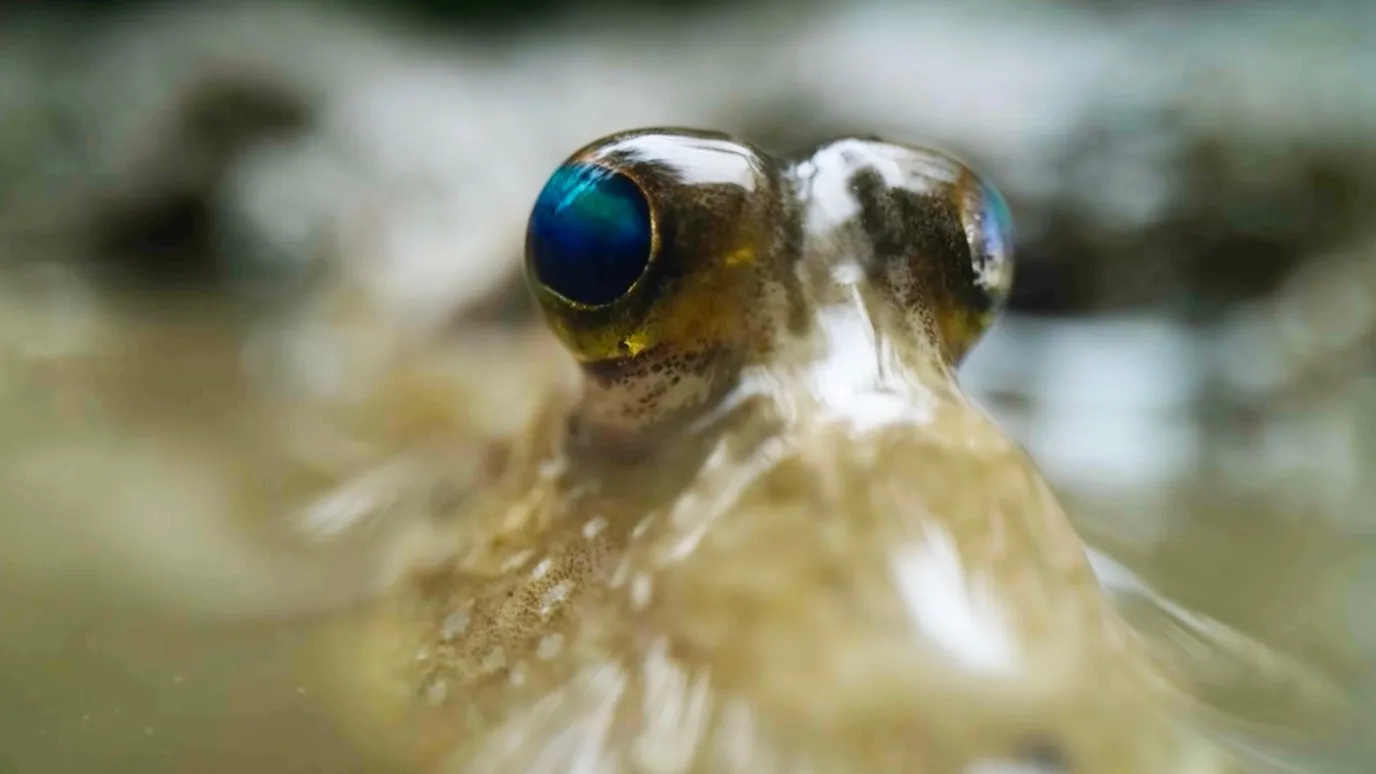 Meet the mudskipper: The remarkable fish that lives on land - BBC Reel