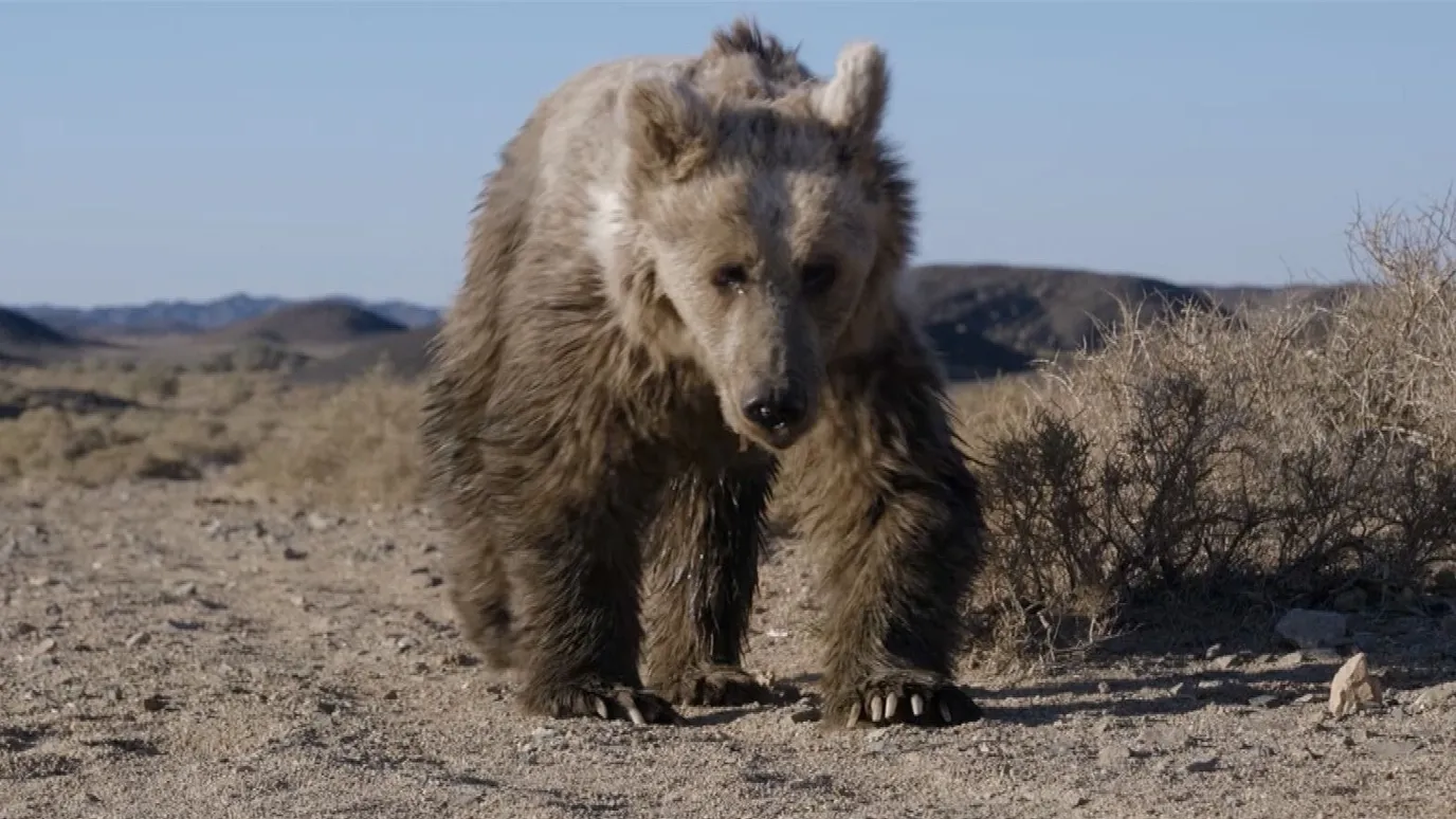 Watch rare Gobi bear's reaction to finding water - BBC Reel