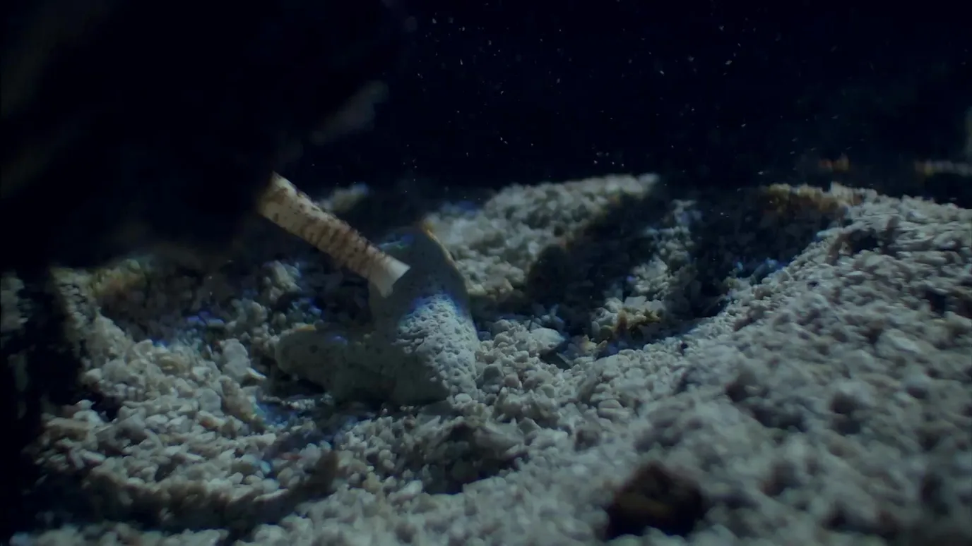 Watch the killer snail that hunts with toxic bullets - BBC Reel