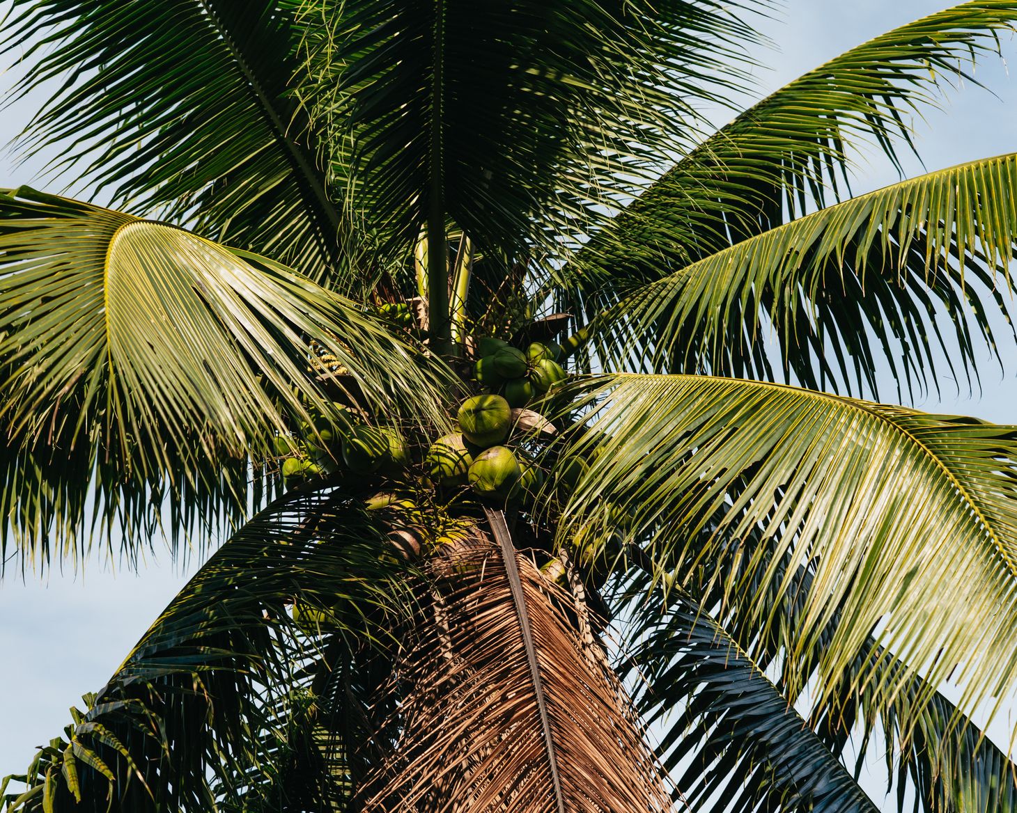 Cultivating more sustainable livelihoods in the coconut fields of the ...