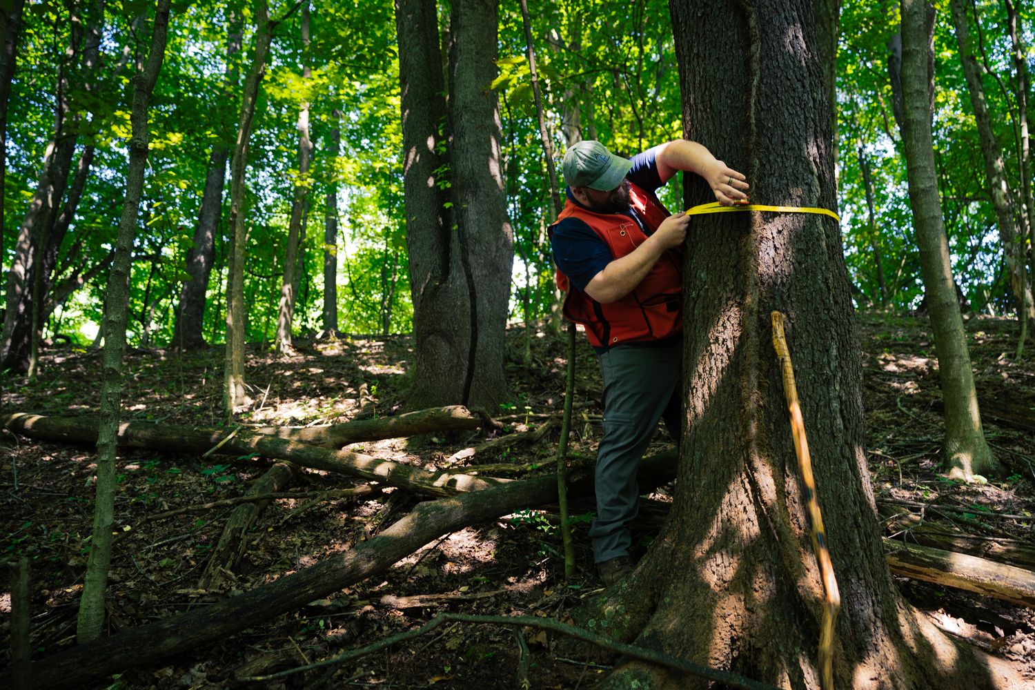 Empowering American families to care for forests