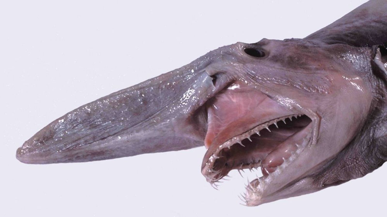 🦈Evolution of Sharks🦈 (By, Saddha Bharathi) Sharks are fish who have a ...