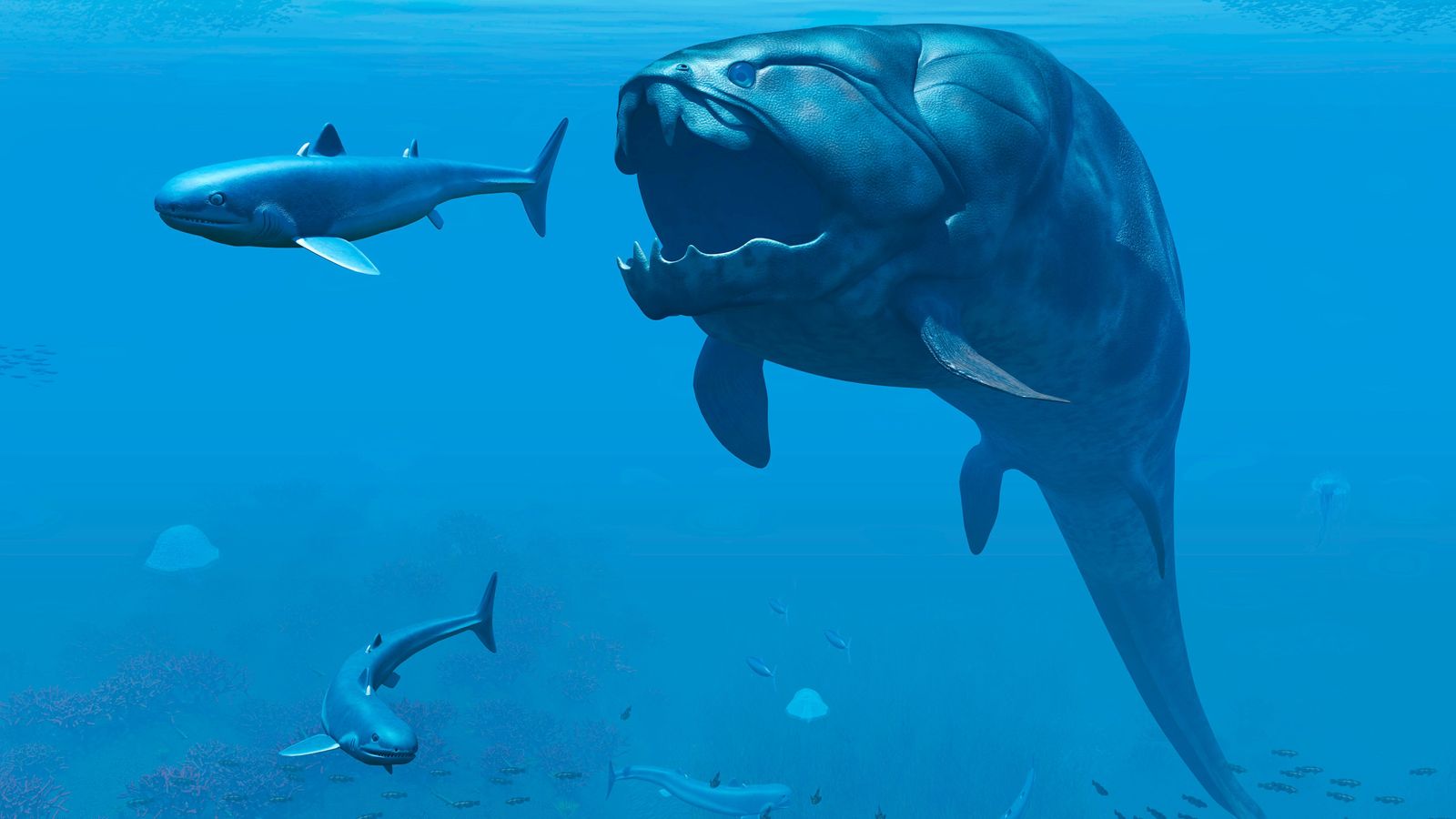 🦈Evolution of Sharks🦈 (By, Saddha Bharathi) Sharks are fish who have a ...