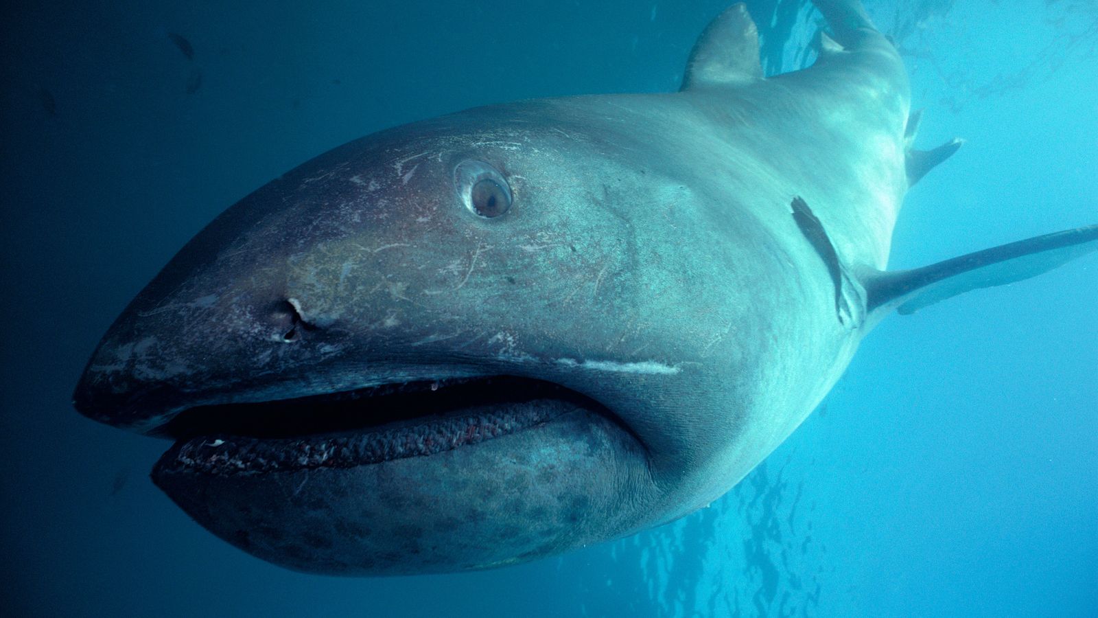 🦈Evolution of Sharks🦈 (By, Saddha Bharathi) Sharks are fish who have a ...