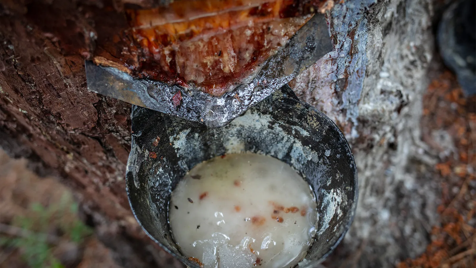 Resin tapping pine trees for ' liquid gold ' > General Discussion ...