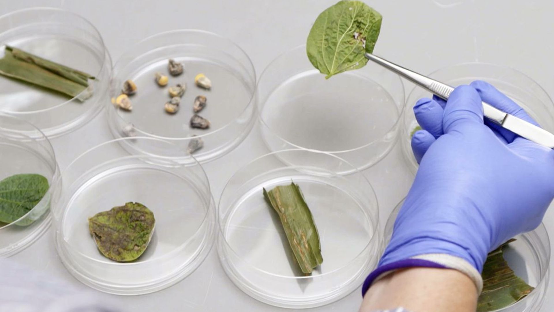 The fight to improve food security - BBC Reel