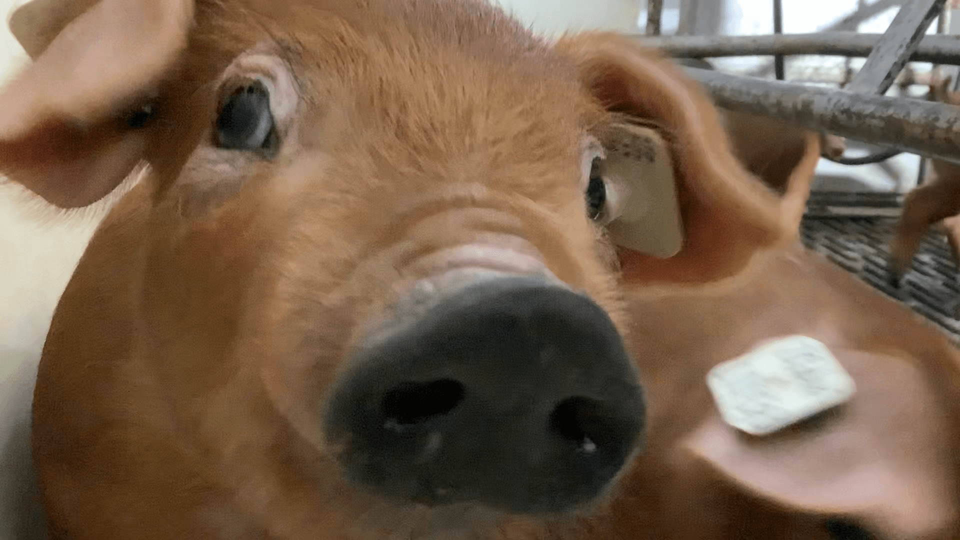 Engineering evolution