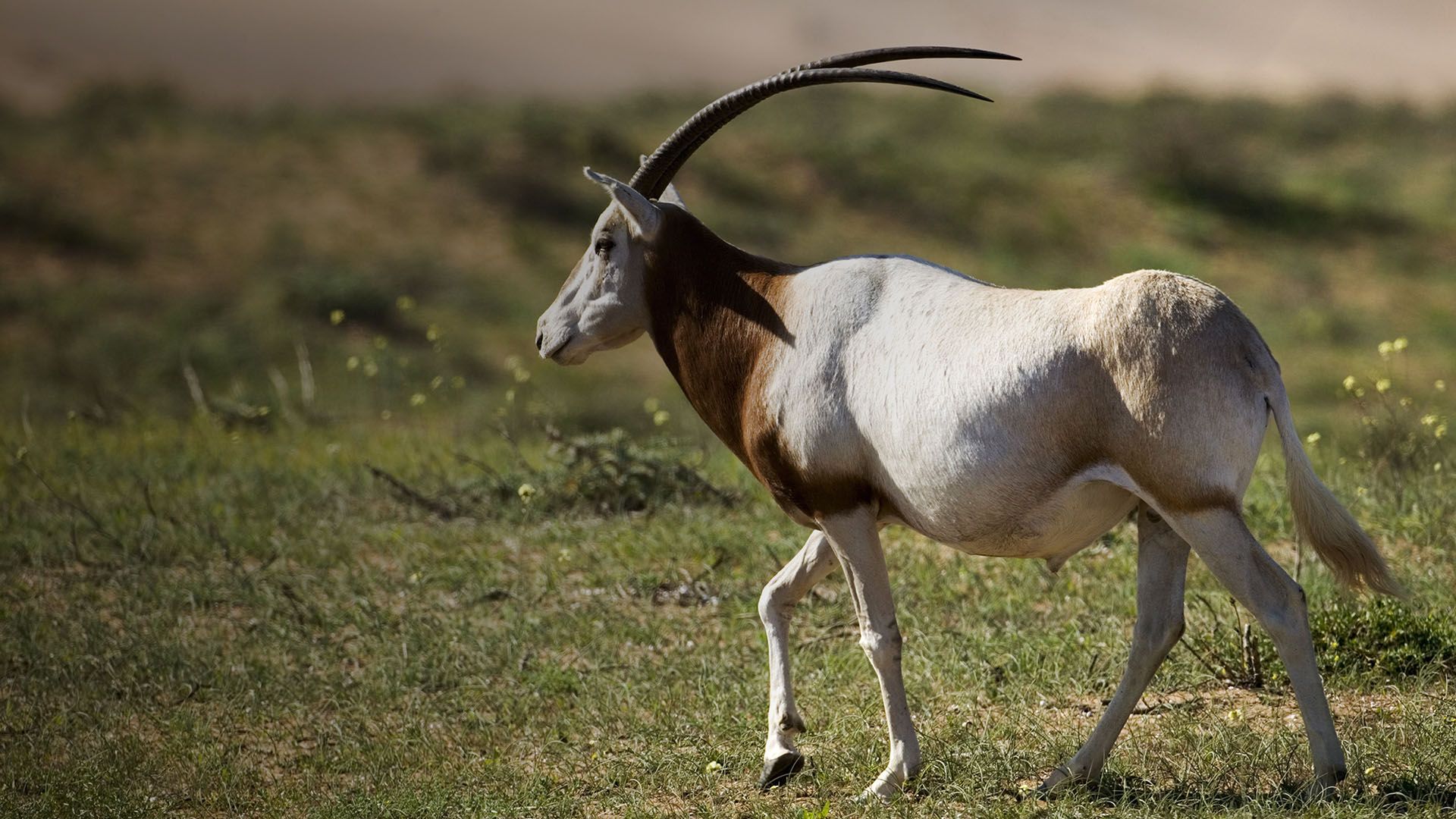 How the Red List supports conservation and shows that species recovery ...