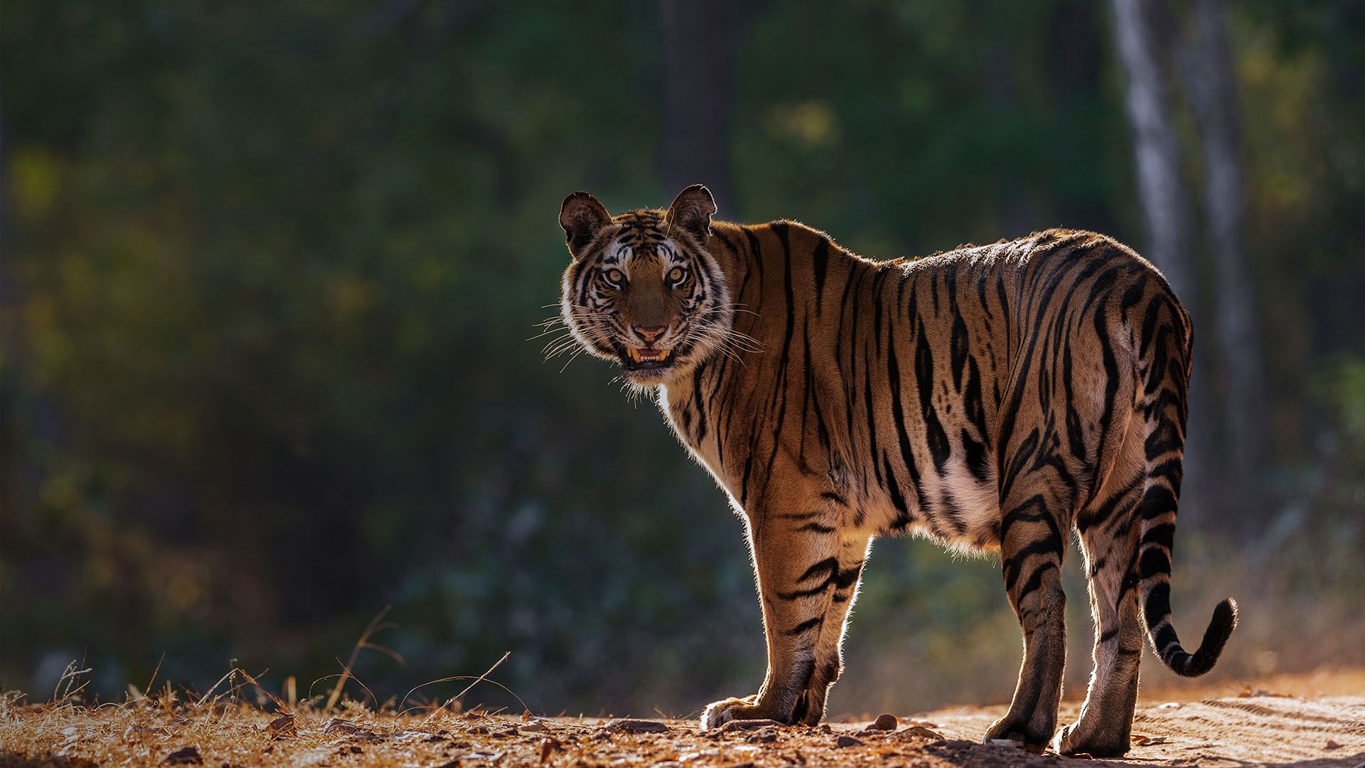 How tiger conservation aims to strengthens ecosystems and livelihoods