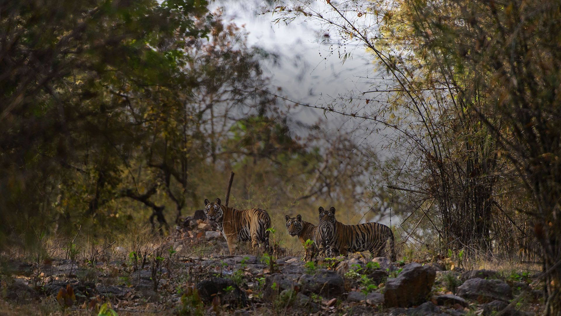 How tiger conservation aims to strengthens ecosystems and livelihoods
