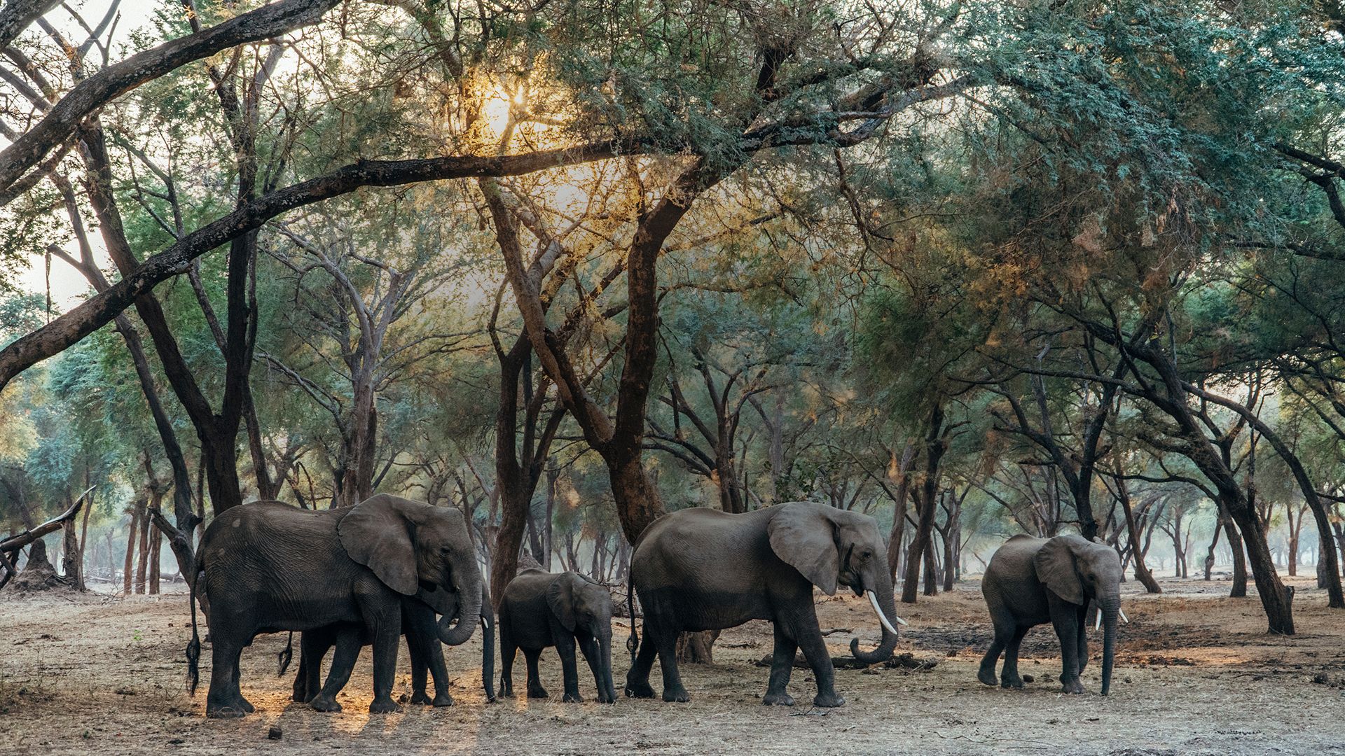 Nature and adventure beyond Victoria Falls