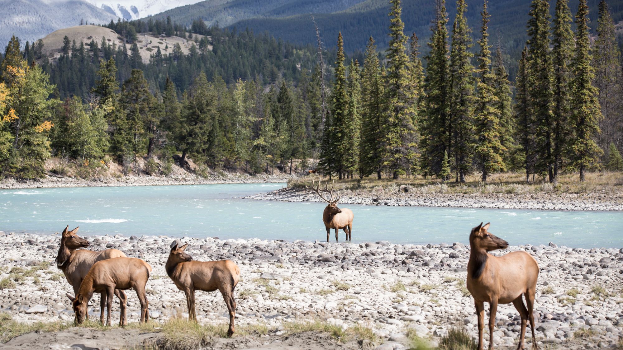 Sculpted Lands: The Canadian Wilderness Carved by Glaciers